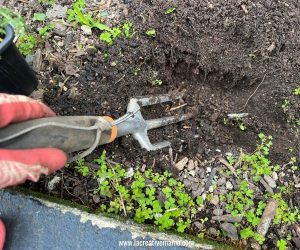 How to plant a dye garden - La creative mama