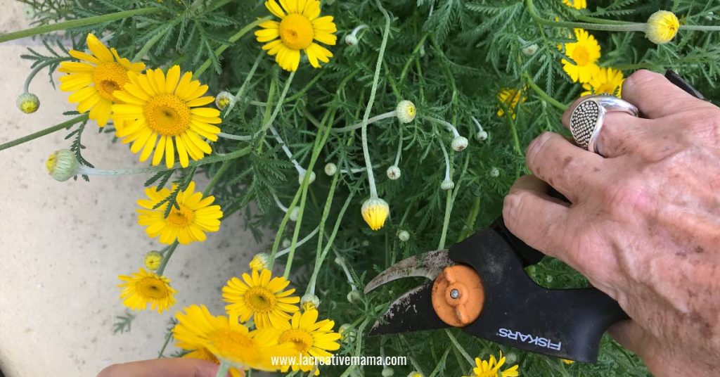 How to plant a dye garden - La creative mama